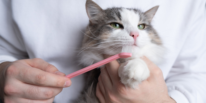 How To Brush Your Cat's Teeth? | CatSmart Singapore