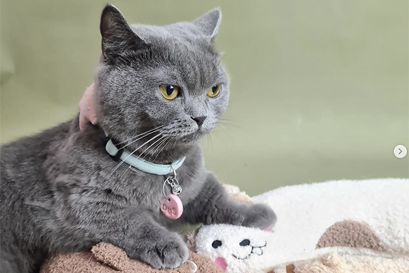 Everything You Need To Know About Dusty (the Munchkin-British Shorthair ...